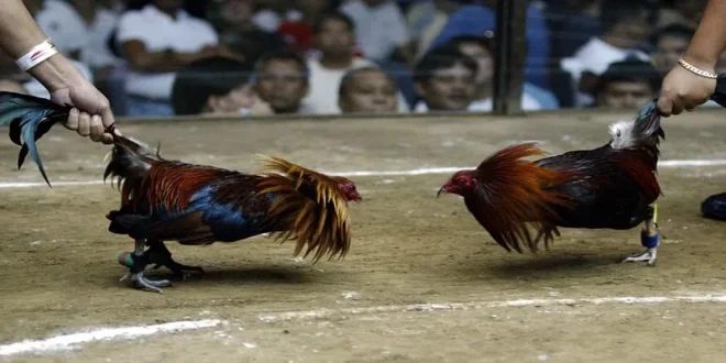 Đá Gà Thomo – Đấu Trường Quy Tụ Dàn Chiến Kê Dũng Mãnh