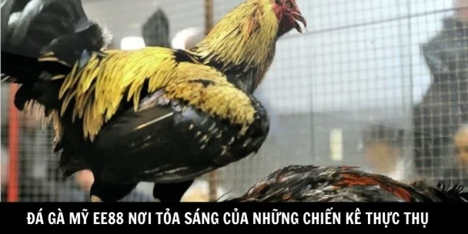 Đá Gà Mỹ EE88 Sân Chơi Cá Cược Hấp Dẫn Với Những Trận Đấu Kịch Tính